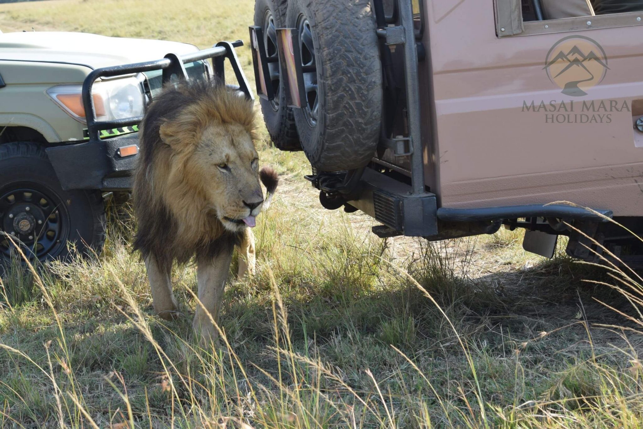 Serengeti Safari Tour