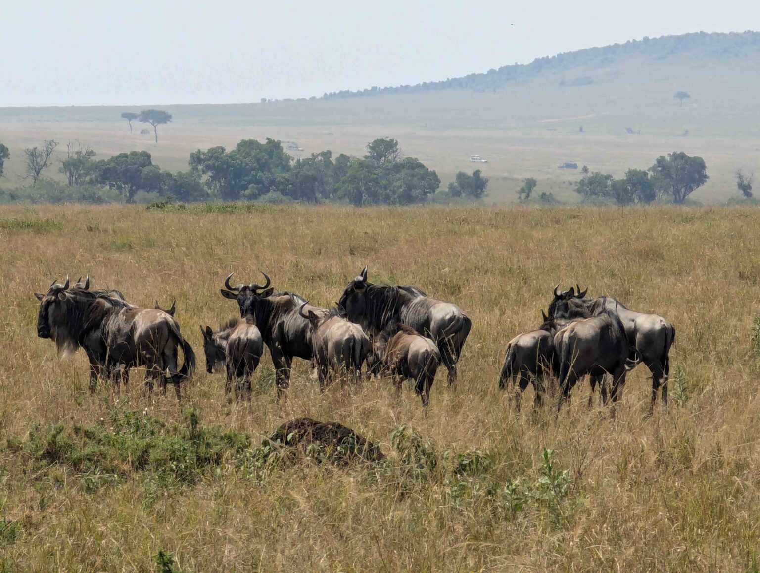 The Great Migration Explained: Nature’s Most Spectacular Journey - Serengeti Safari Tour