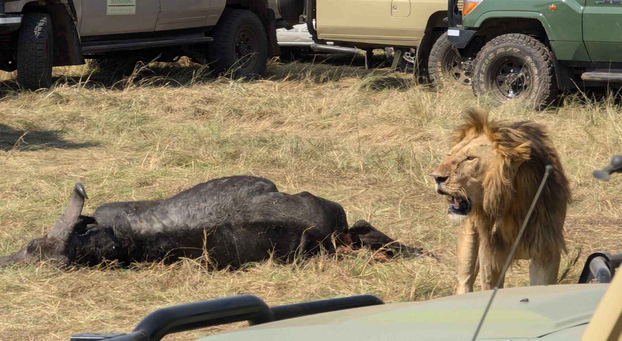 The Circle of Life: Predator vs Prey in the Serengeti - Serengeti ...